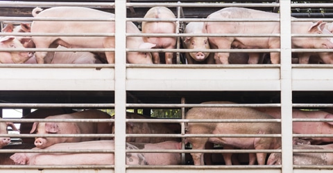 Diet Choice or Food Miles? Where Can We Reduce Our Environmental ...