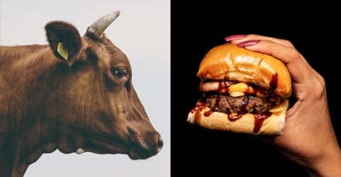 Can Eating Less Meat and Dairy Help Save Our Planet? All Signs Point to ...