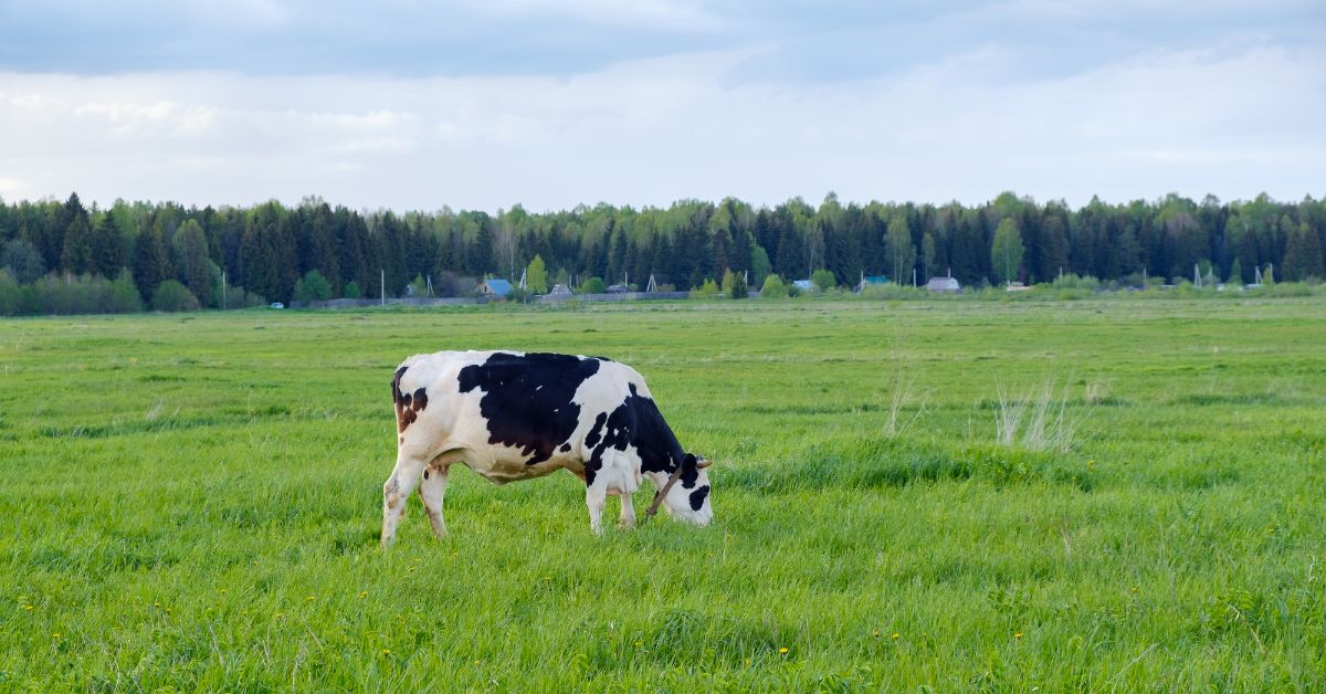 Air Pollution and Industrialized Livestock - Center for Nutrition Studies